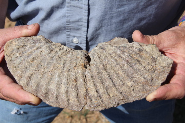 The Kansas Outback: Fossils--sixth in a series of the eight natural ...