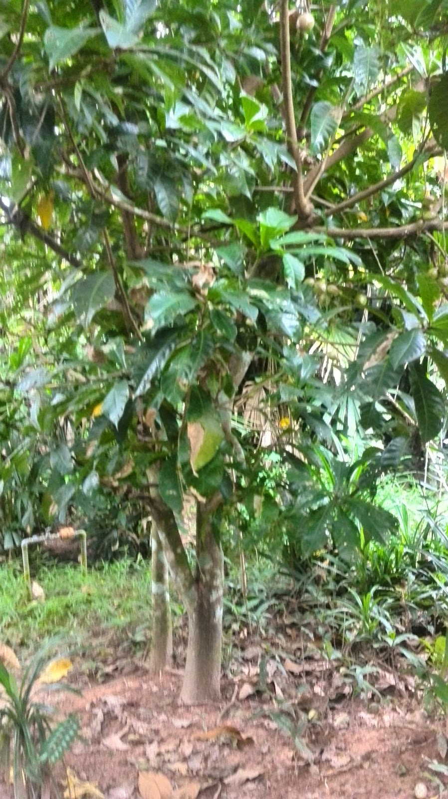 namakucella: ULAM PUCUK SENERUI...PUCUK PUTAT...PUCUK ULAM RAJA