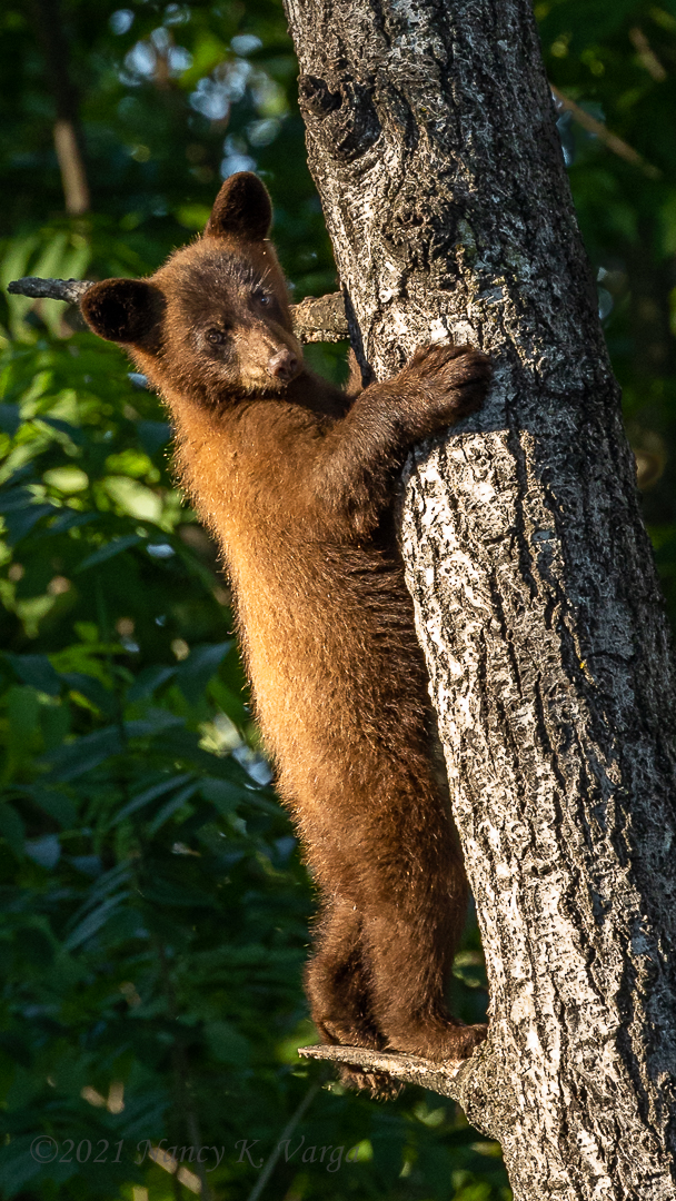 Raven Travels: BEARS AND BIRDS