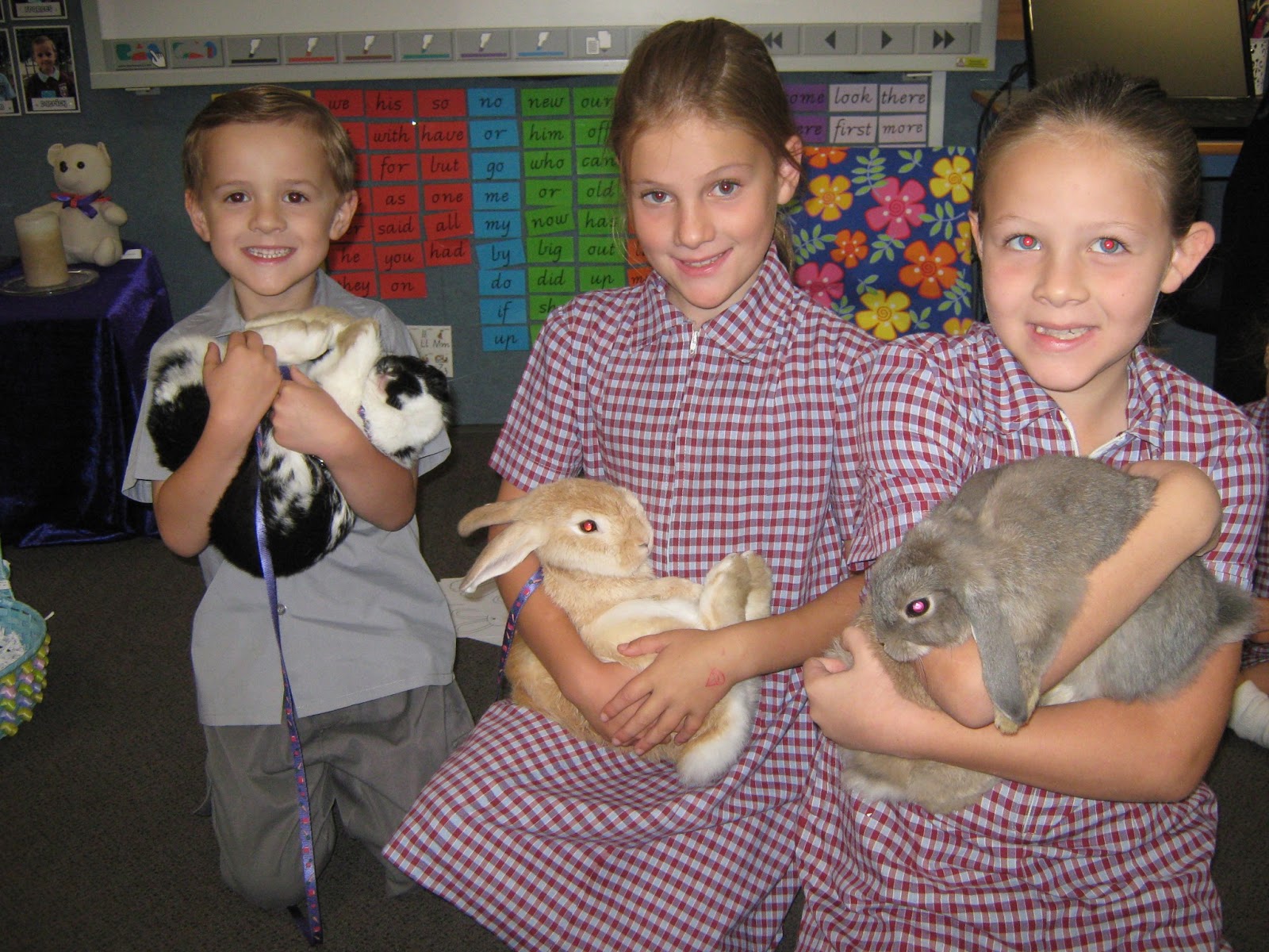 Learning Together: Pet bunnies!