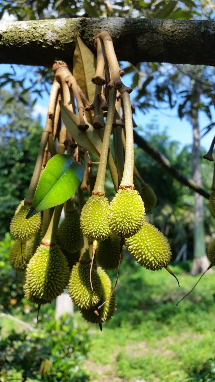 Warisan Petani: Durian Berbunga Lagi.
