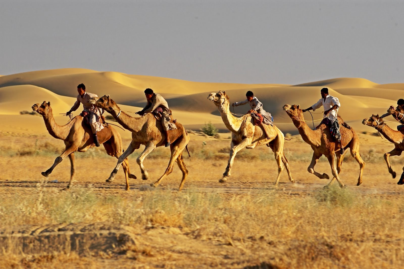 Animals pictures wallpapper: Camels the “ships of desert” pictures and ...