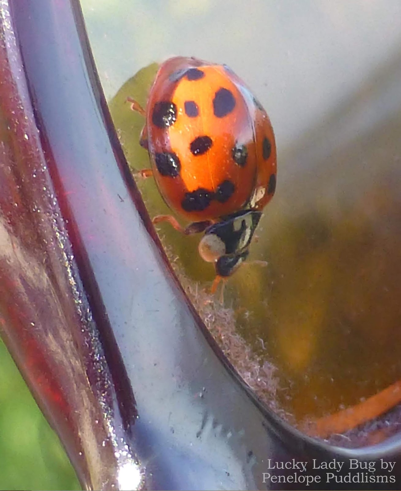 Postcards From Penelope Puddle: The Lady Is A Bug