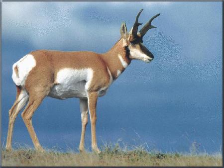 Antelope