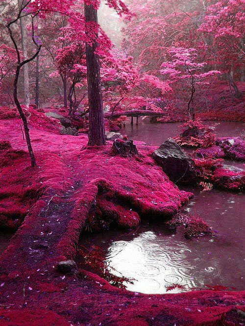 ShowMe Nan: Pink Forest Ireland