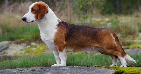 Cães & Cães: Basset Alemão da Vestfália - 01