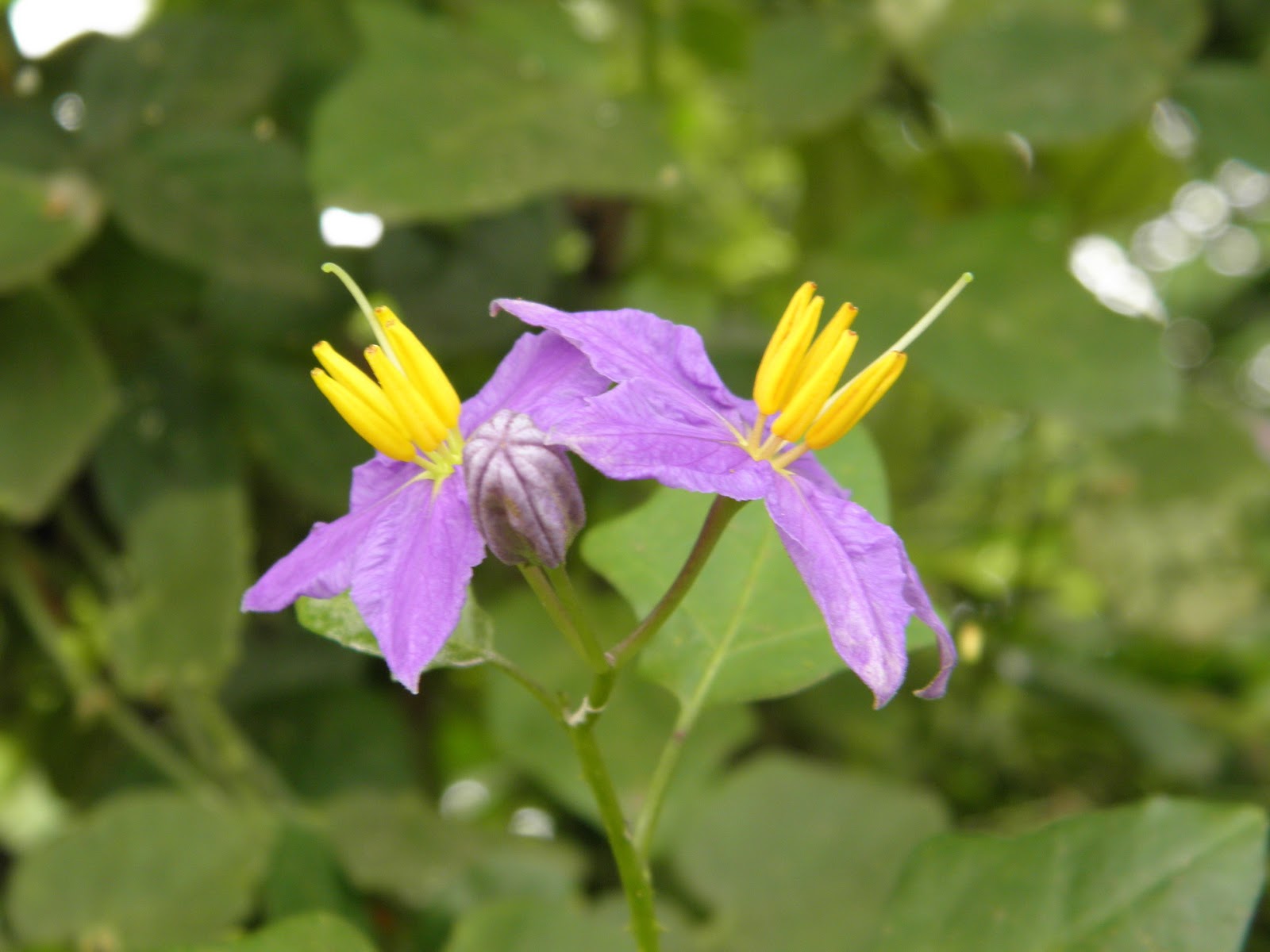 Our food plants -ఆహారంగా ఉపయోగ పడే మొక్కలు: Pollination an amazing ...