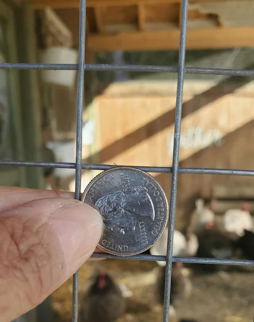 Chicken Coop + Run Predator Proofing - Fresh Eggs Daily® with Lisa Steele