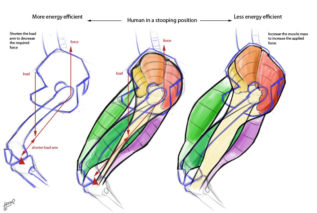 Anthro Anatomica: 2013
