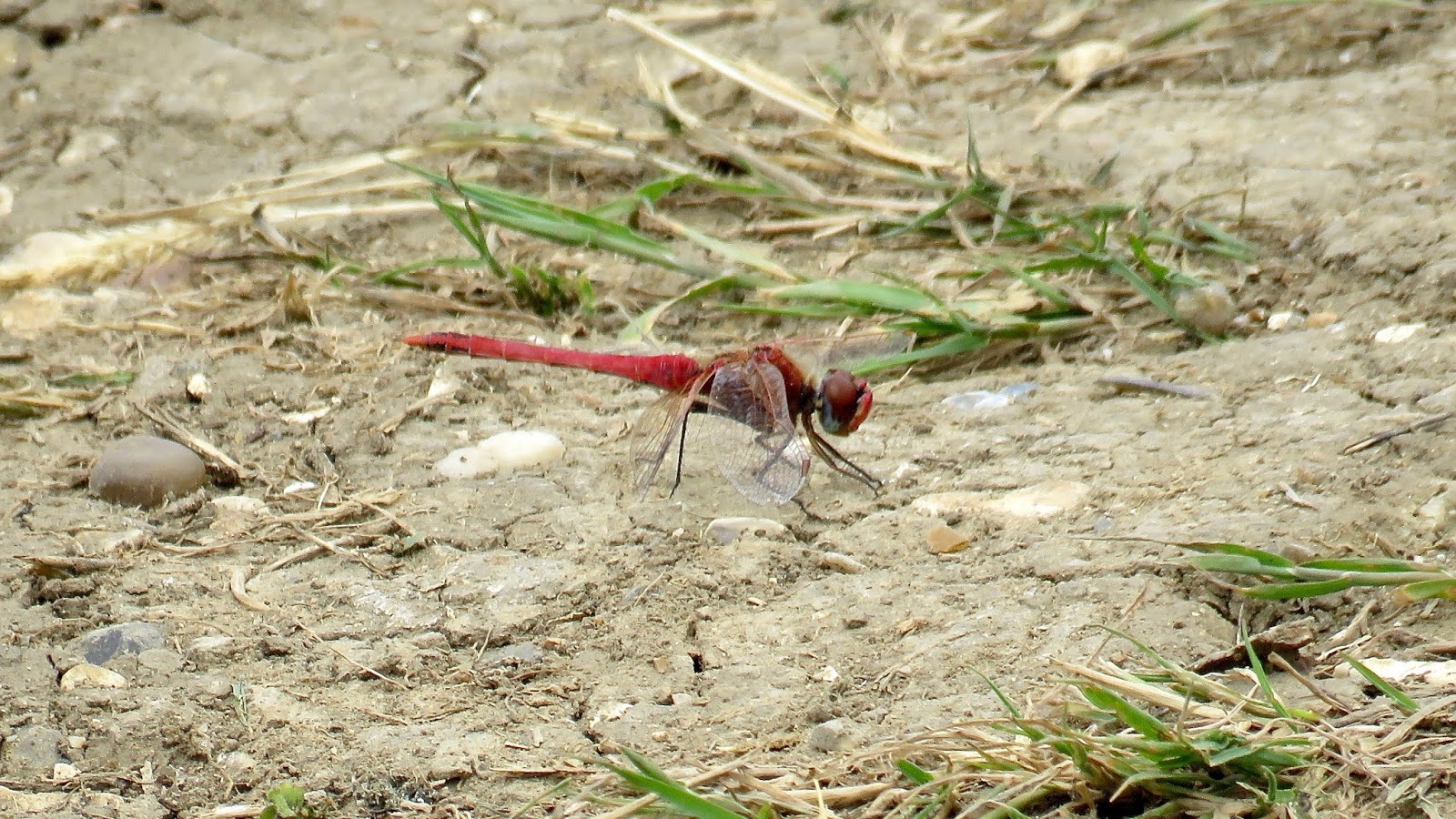 Red-veined Darters at Beddington