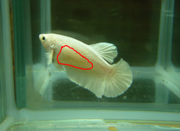 Bettafanism: Gender Identification Guide