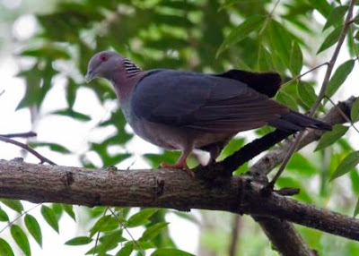 Sri Lankan Endemic Birds: Sri Lanka Mailagoya - Ceylon Wood Pigeon ...