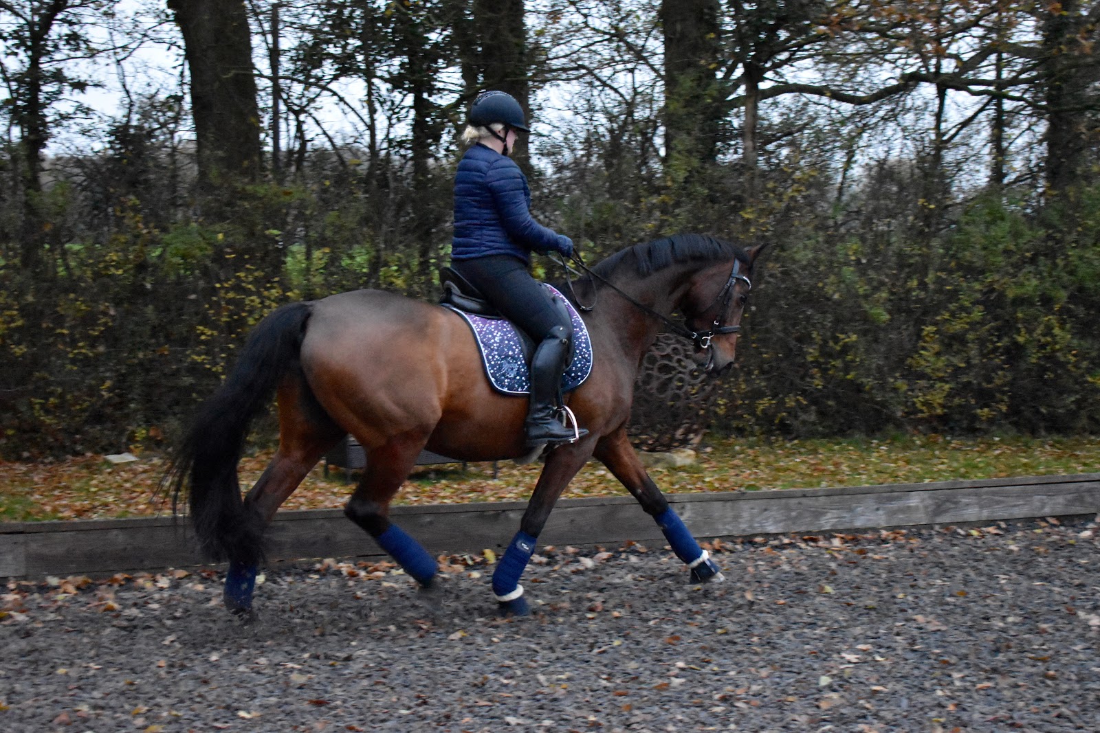 Roosa's Horsey Life: Riding exercise of the month: trot-halt-rein back-trot