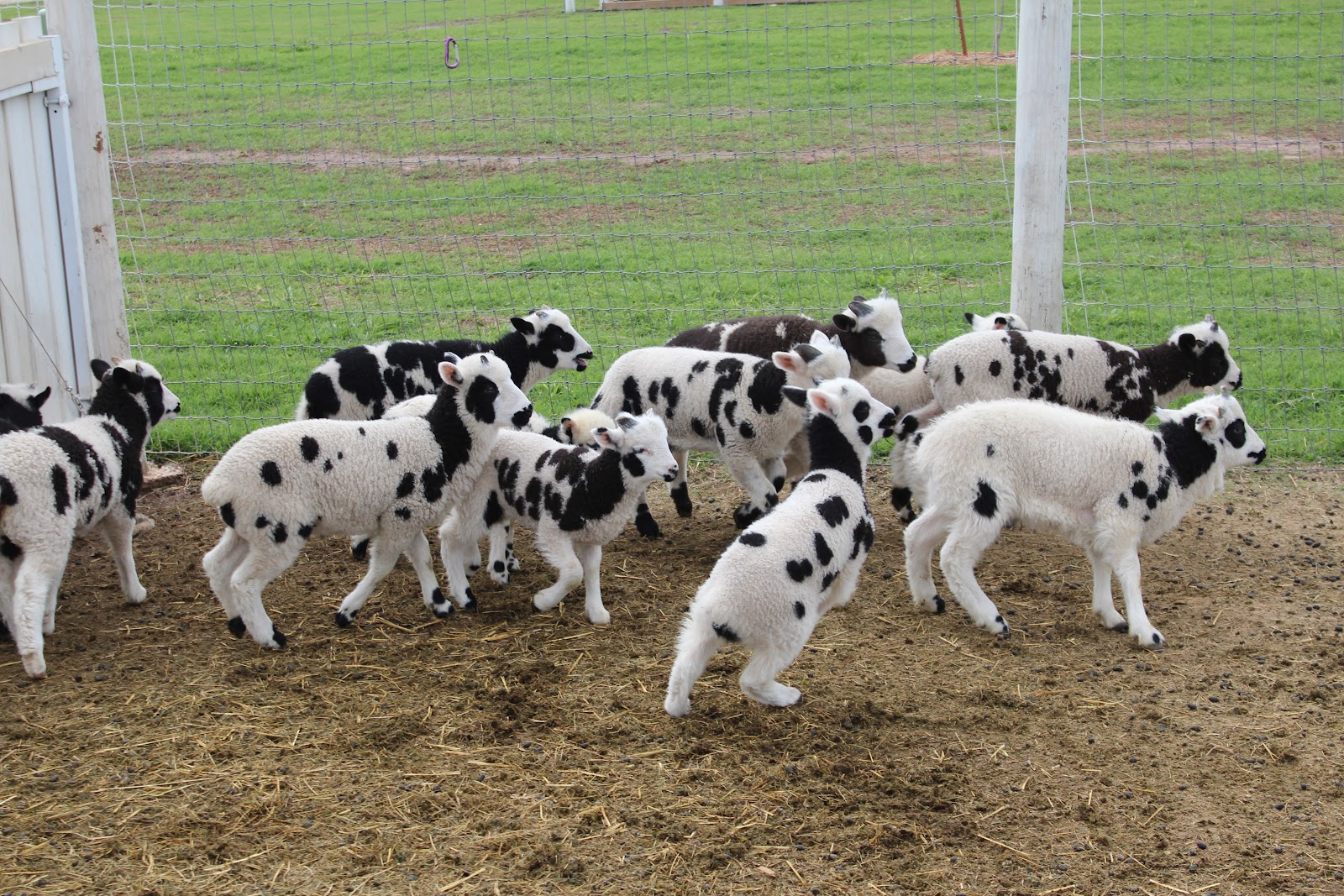 Lamb Creep Gate & Lamb Races