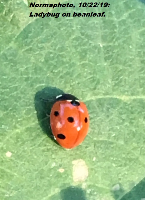 Ladybug Ladybug Explore Close Up