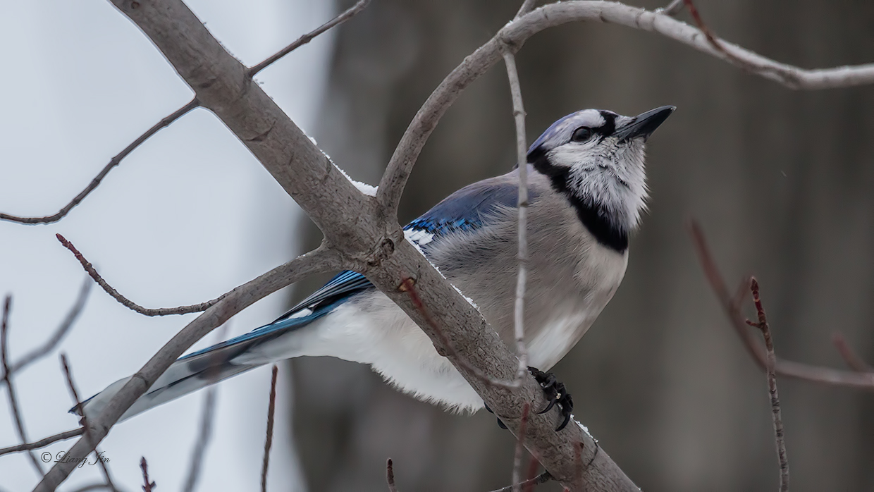 See What I See: Birds in January