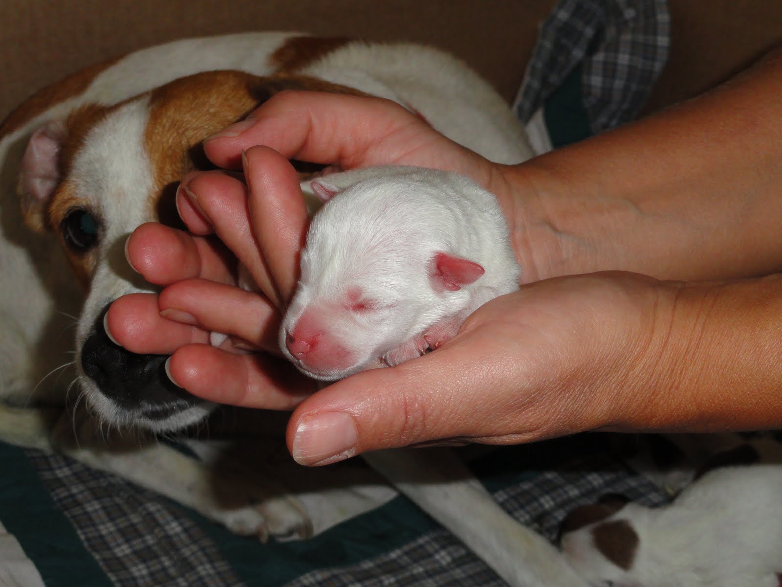 Parson Russell Terrier: Audrey & Byron ******I MANGIAROSPI******