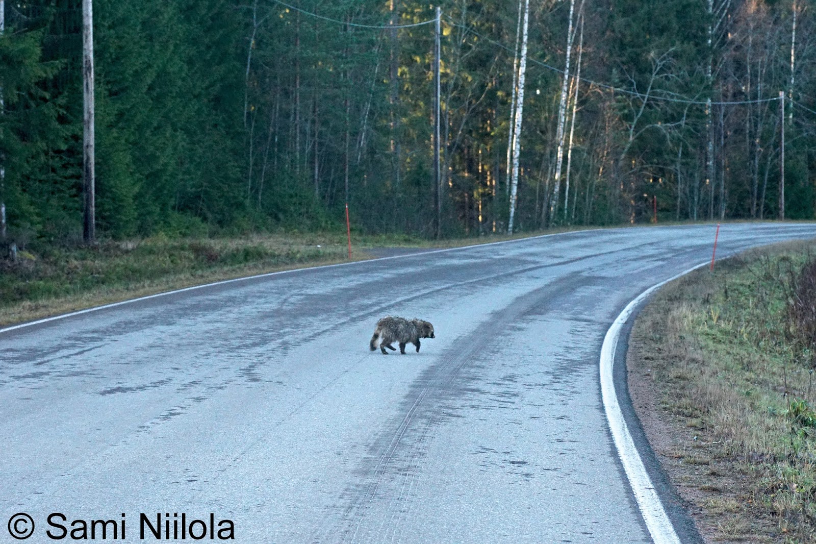 Samin luontokuvia nature photos: SUPIKOIRA (Nyctereutes procyonoides)