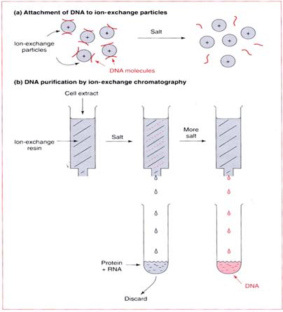 [Purification of DNA from Living Cells] Total cell DNA의 분리 - 2부