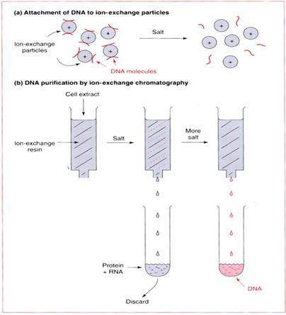 [Purification of DNA from Living Cells] Total cell DNA의 분리 - 2부