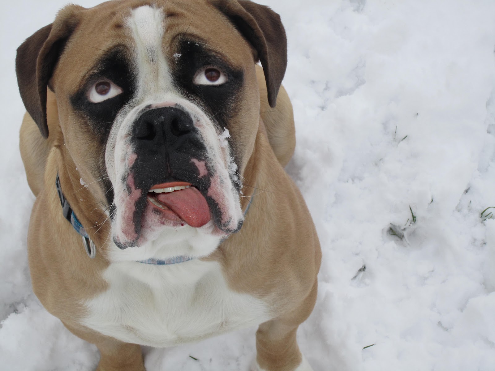 Dessa's Photography: Animal Morph