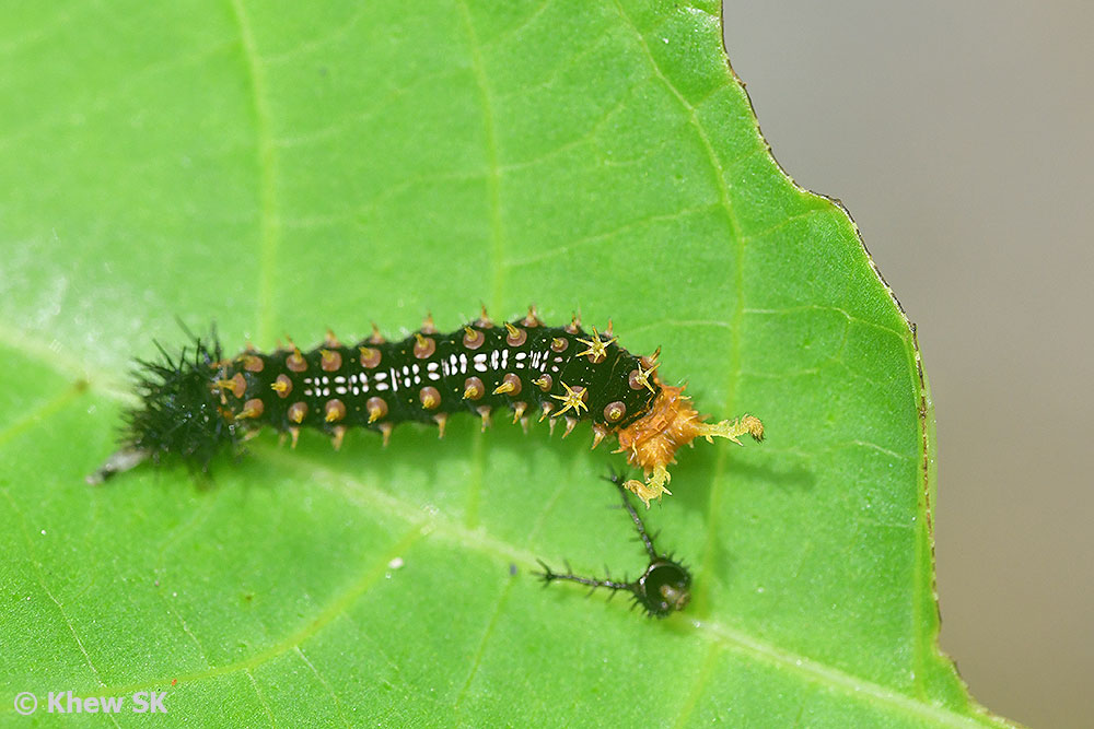 Butterflies of Singapore: Return of the Angled Castor
