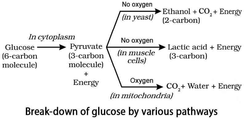 Chapter 6: Life Processes | CBSE Class 10 | NCERT Notes - NotesPedia