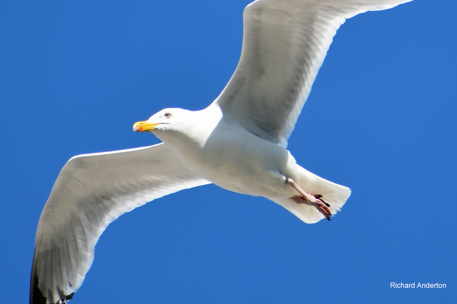 Wildwestbirds: Large Gulls