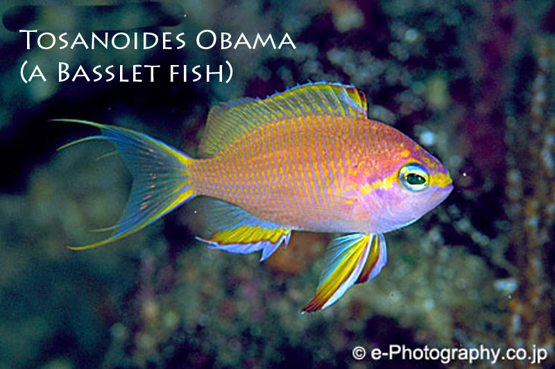 Haysmer Hawaii: The OBAMA FISH!