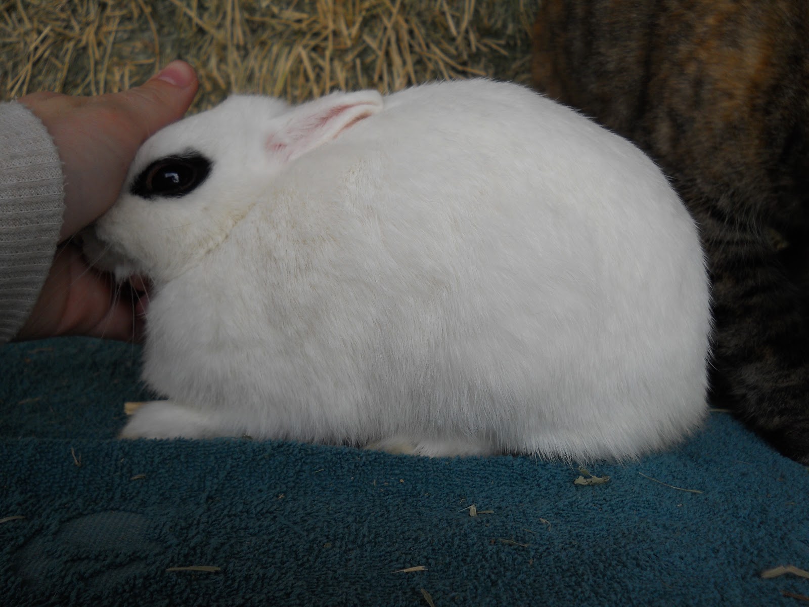 Little Rascal's Rabbitry: How to Pose the Dwarf Hotot Properly