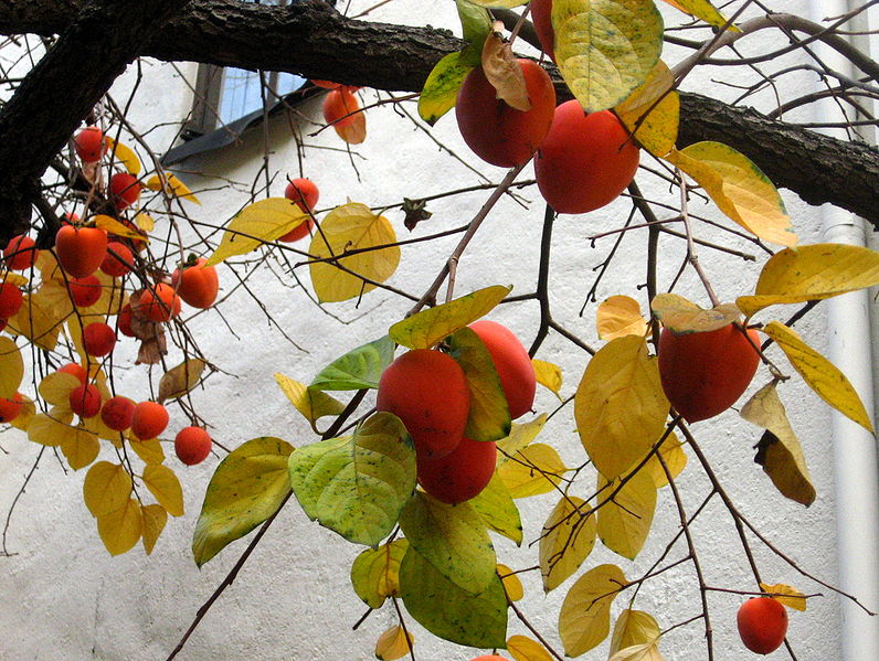 Mystic Korea: 감/Persimmon and its significance among the Korean and its ...