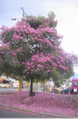 Belleza Natural del Sumapaz: Ocobo- NICOLAS ANDRES HUERTAS ROMERO- 602