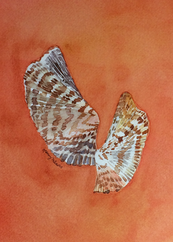 My Many Impressions: 15 of 30 Zebra Ark (Turkey Wing Shell)