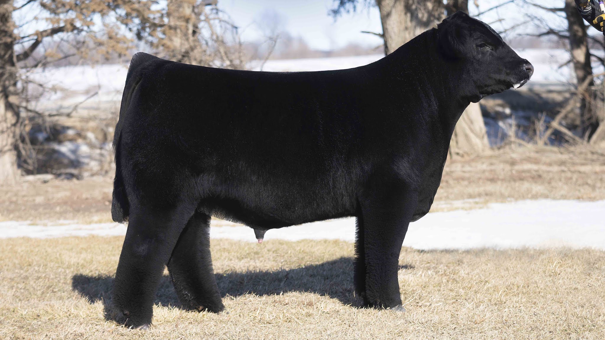 RCC Blog: Rodgers Bulls