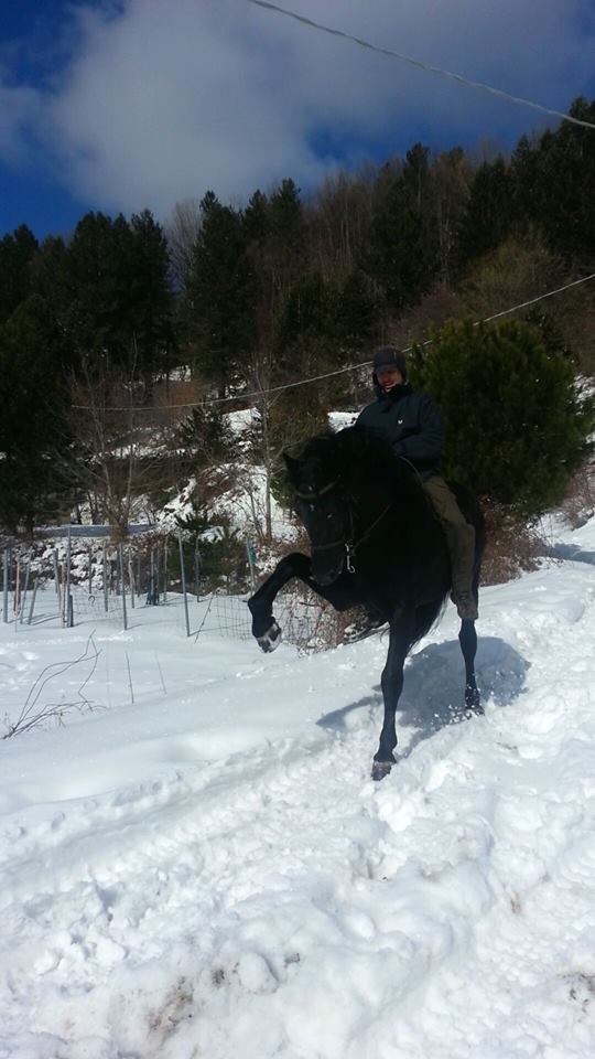 scuderia mario cardamone: CAVALLI IN VENDITA