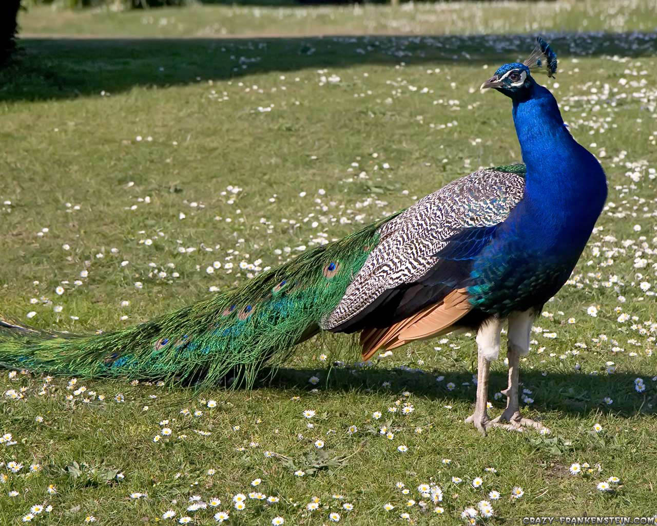 Visitor For Travel Beautiful Peacock Wallpapers Free Download