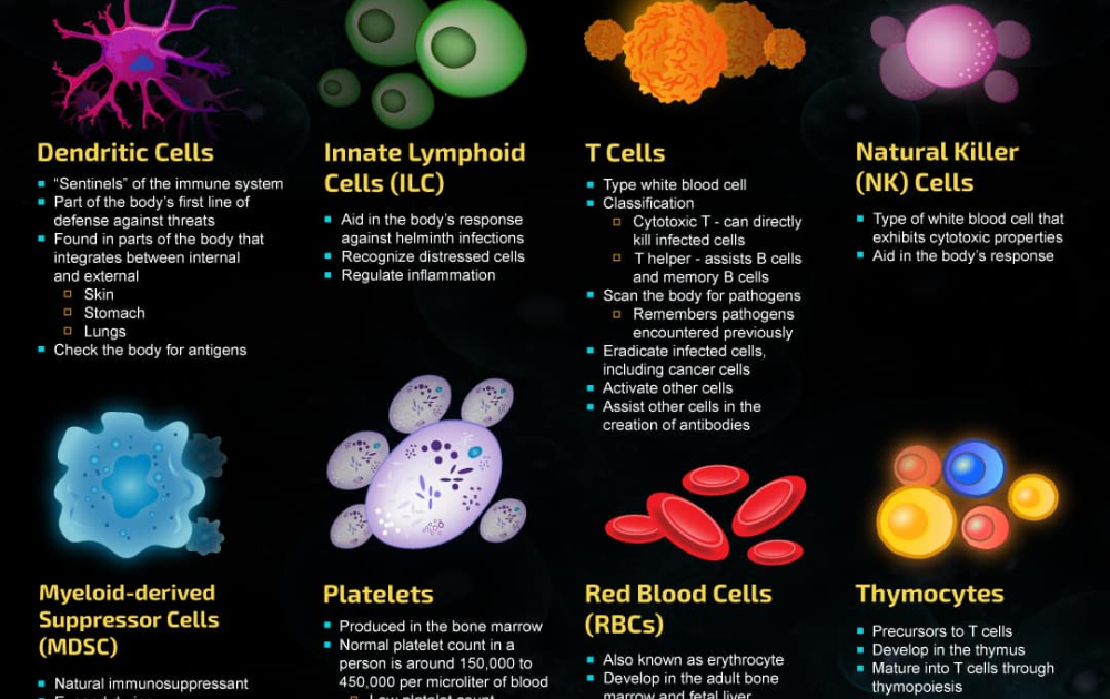 Immune System - Cell Functions