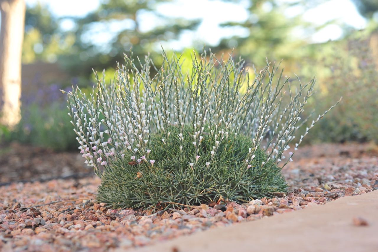 the modern house garden: acantholimon halophylum