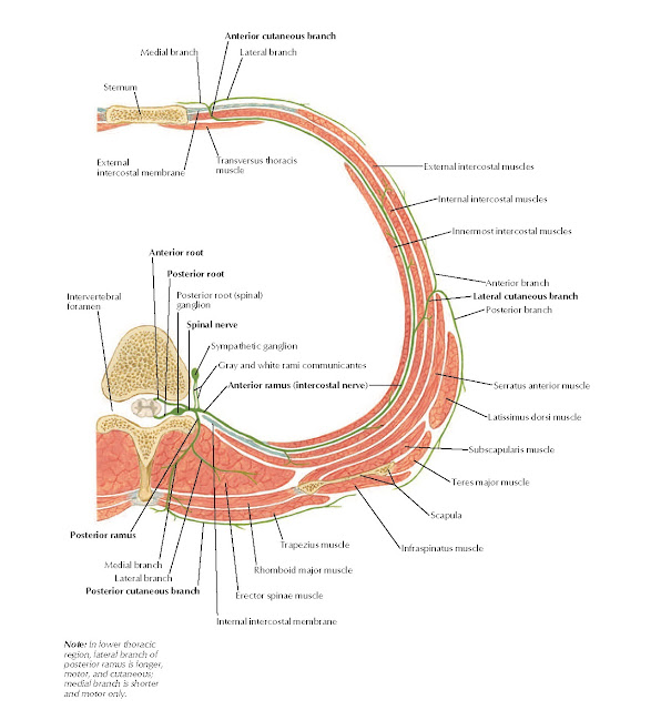 Typical Thoracic Spinal Nerve: Cross Section Anatomy - pediagenosis