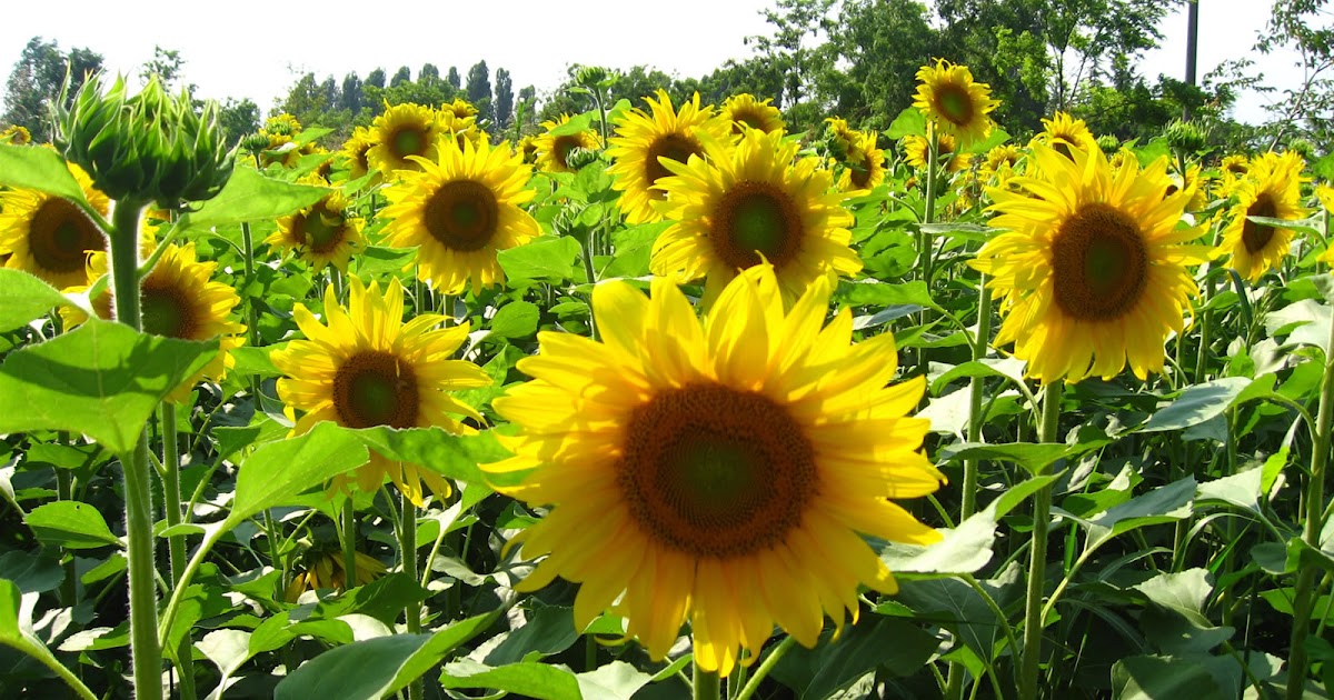 Cara Menanam Bunga Matahari dari Biji Yang Benar | -Petani TOP-