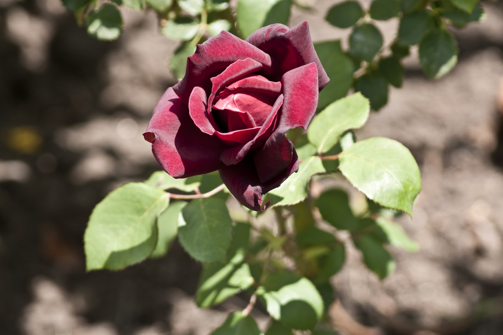 Gerald Ferreira Photographs: Photographs of Flowers