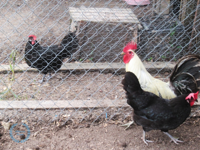 Hibiscus House: MAD AS A SETTING HEN!