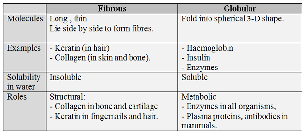 #14. Globular and fibrous proteins - haemoglobin and collagen | Biology ...