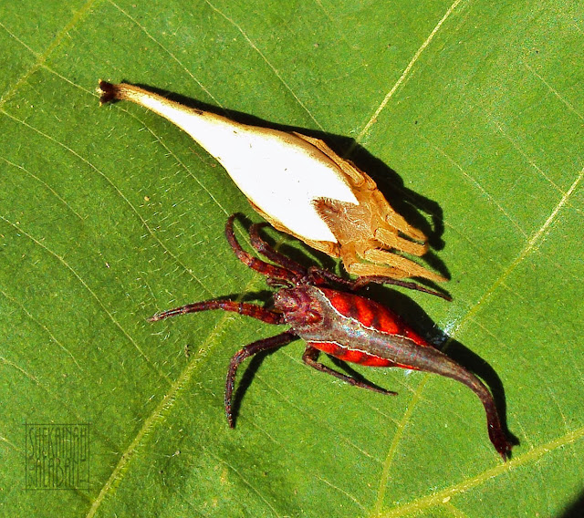 Biodiversity Capiz: Drag Tail Spider