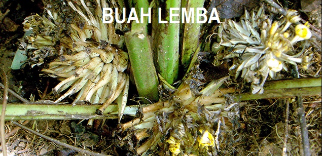 Anim Agro Technology: LEMBA - KHASIATNYA