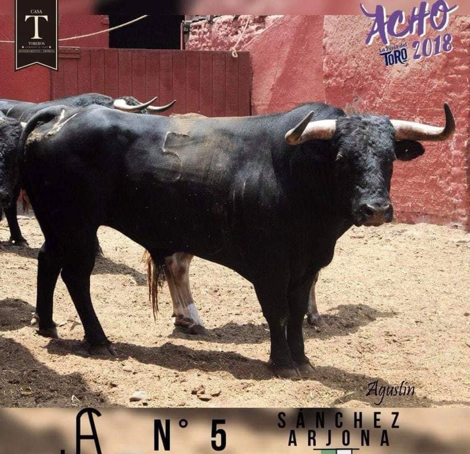 Perú Taurino: LISTOS LOS TOROS ESPAÑOLES DE SÁNCHEZ ARJONA PARA EL ...