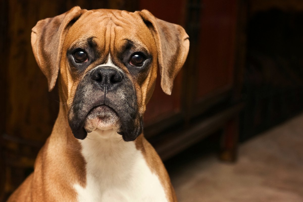 Boxer dogs feeding, health, training and its types - General Knowledge