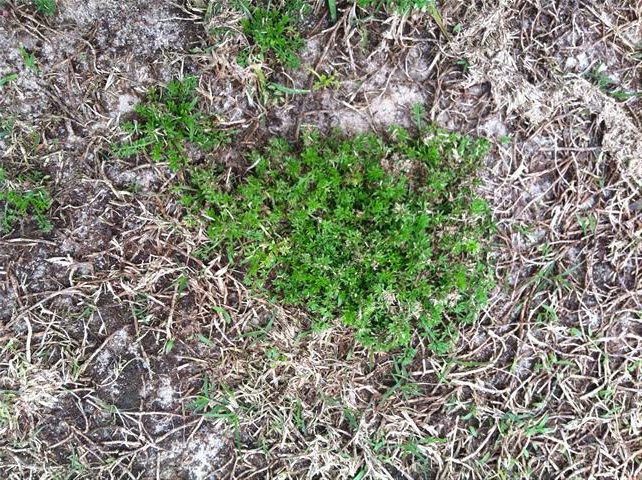 Gardening in Mississippi: Eliminating Lawn Burweed