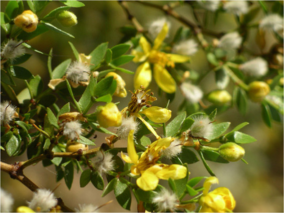 Gladys Gómez Flores - Terapeuta de reiki: La jarilla el remedio ...