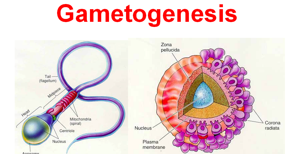 Pengertian dan Proses Gametogenesis - PorosIlmu.com